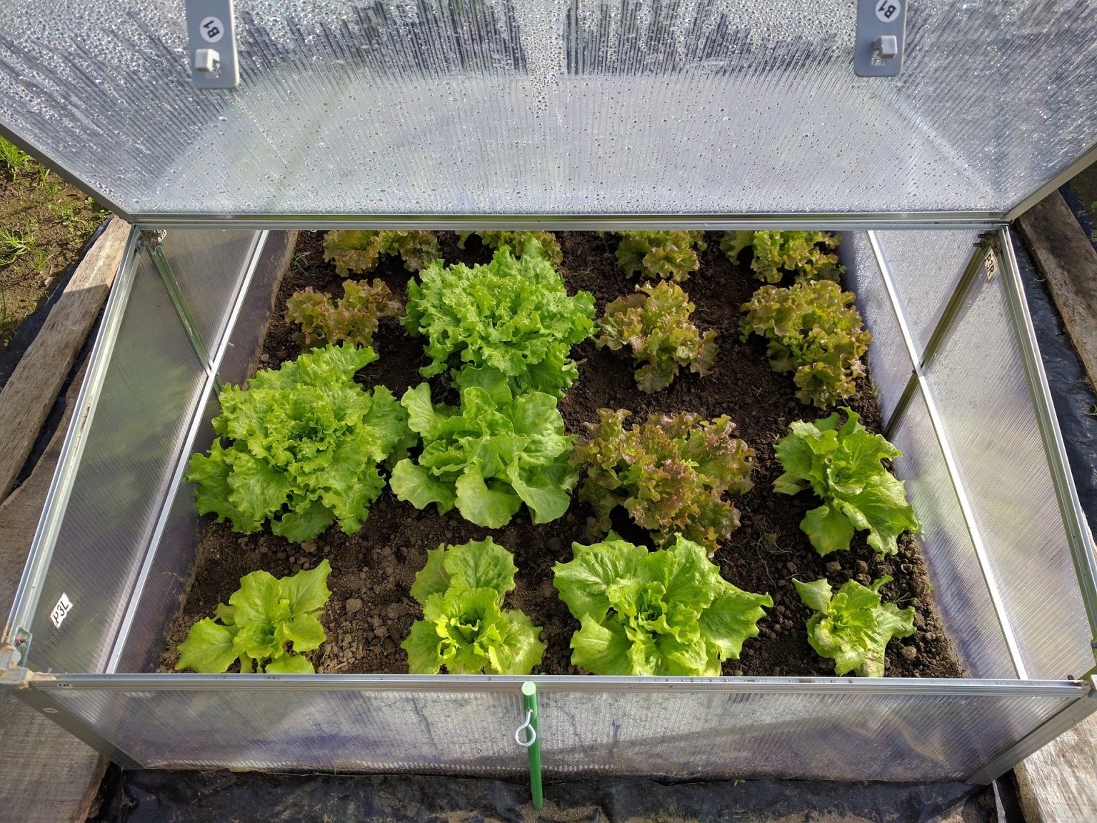 How to plan and grow a salad garden - Nutmeg Disrupted