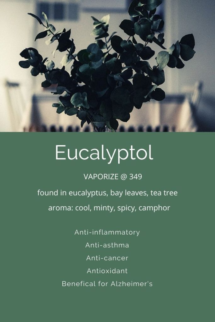 Terpenes A Closer Look at Eucalyptol - Nutmeg Disrupted