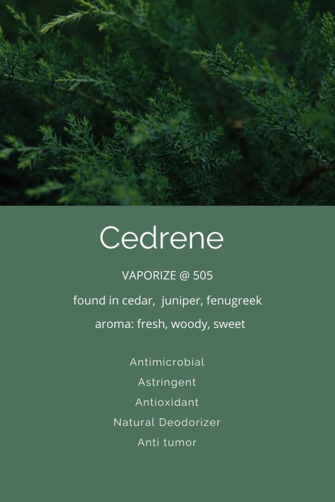 Terpenes A Closer Look At Guaiol - Nutmeg Disrupted