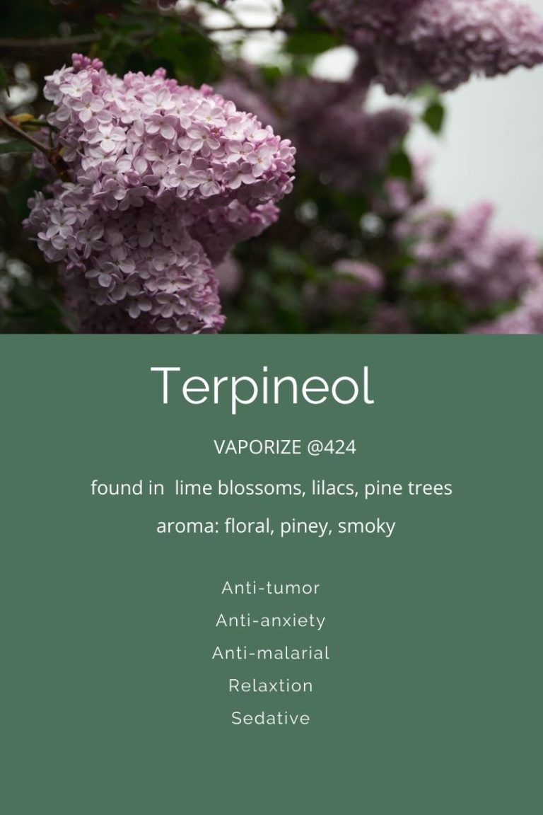 Terpenes A Closer Look At Guaiol - Nutmeg Disrupted
